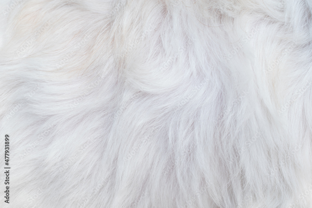 Beautiful abstract white dog fur background close-up Stock Photo ...