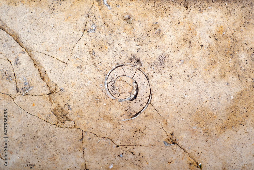 Textured background of the fossil. Ammonite. Huge fossilized shells of ...
