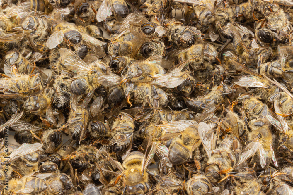 Dead bees after wintering. Close-up dry dead honey bees. They are used ...