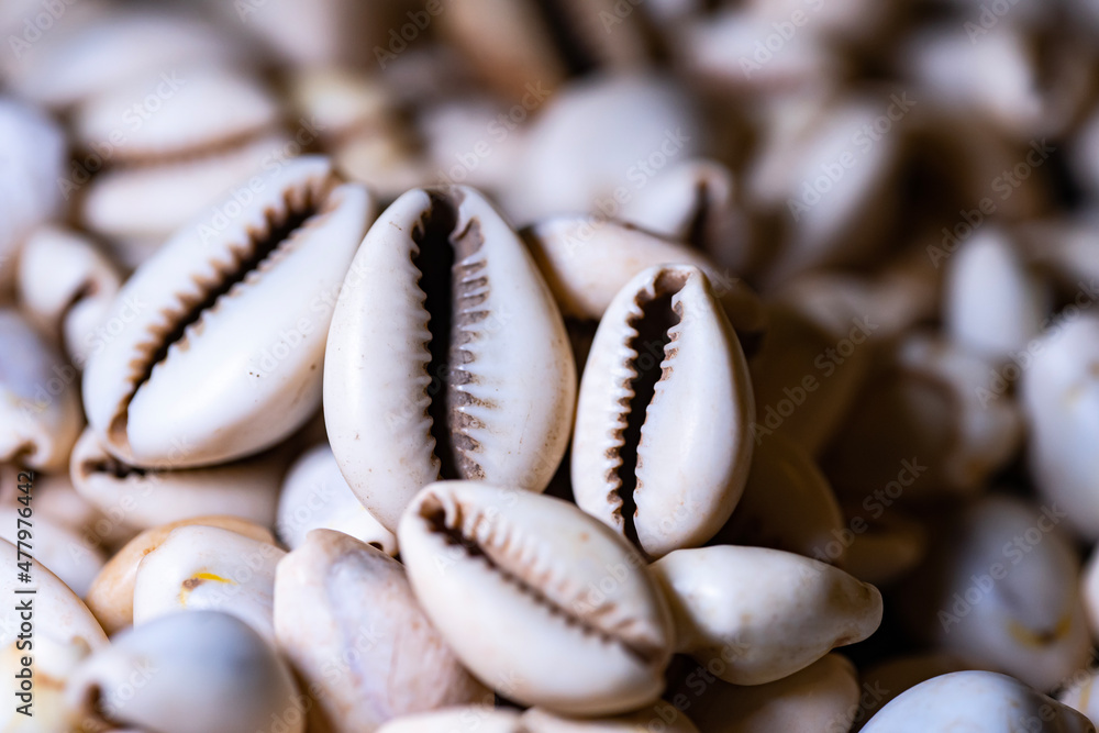 cowries as a currency before money in africa Stock Photo | Adobe Stock