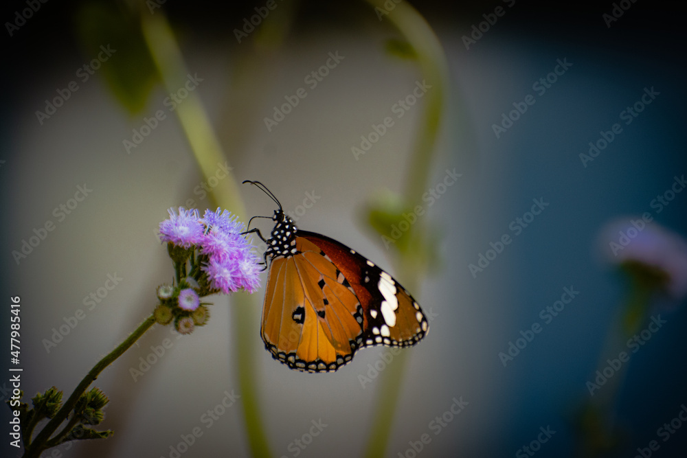 Danaus chrysippus, also known as the plain tiger, African queen, or ...