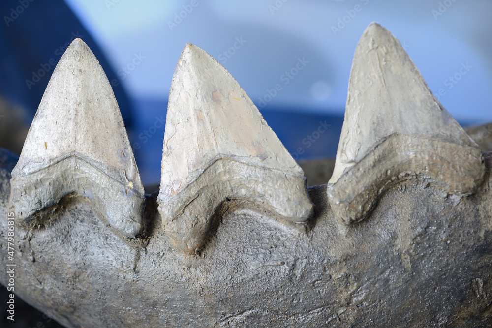 Reconstruction of teeth of the largest shark, Megalodon Stock Photo ...