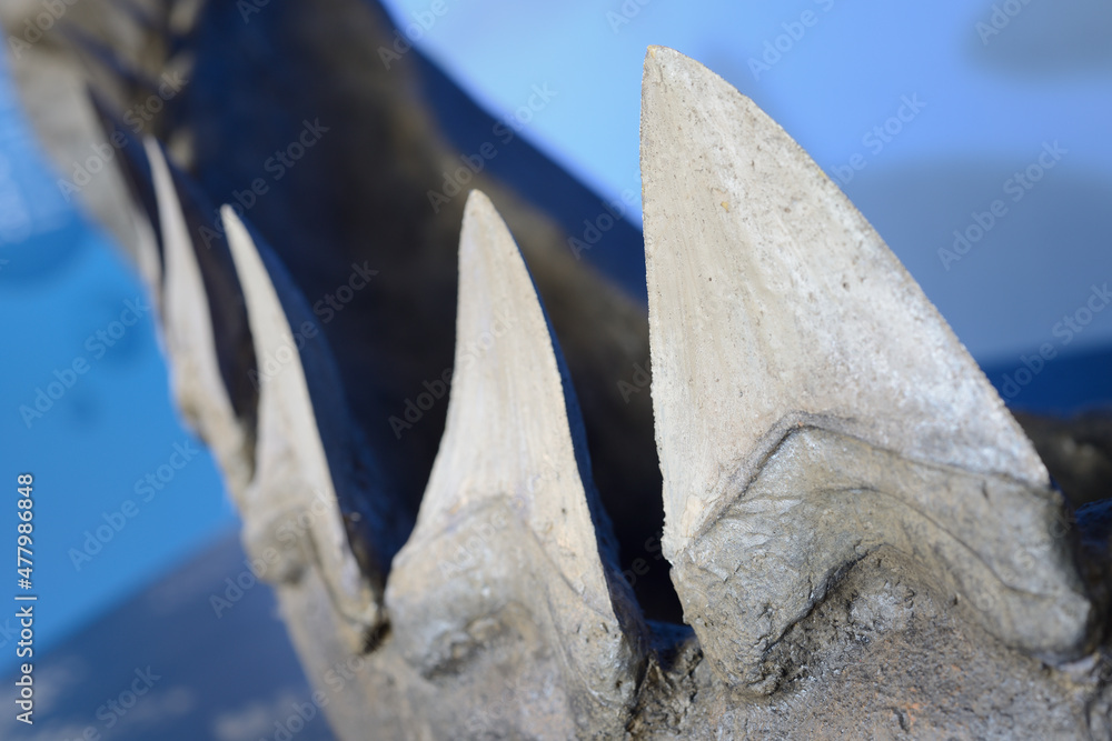 Reconstruction of teeth of the largest shark, Megalodon Stock Photo ...