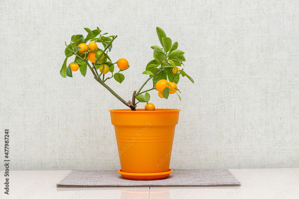Citrus plant Calamondin, Citrofortunella microcarpa, madurensis with ...