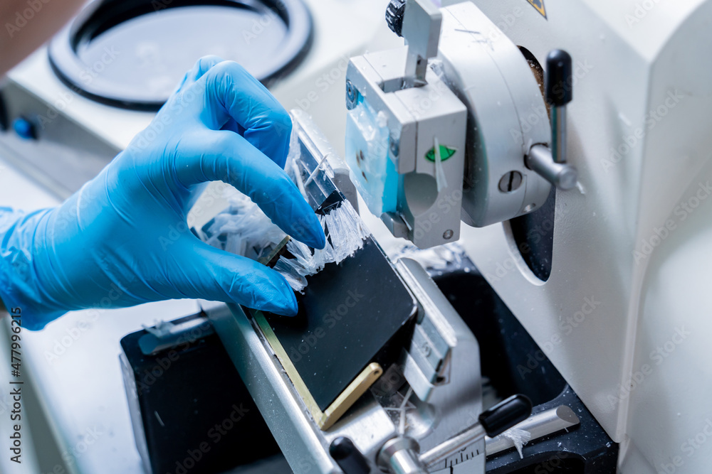 Laboratory assistant works on a rotary microtome section and making ...