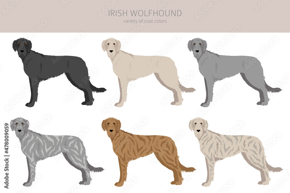 Irish wolfhound clipart. Different poses, coat colors set Stock Vector ...