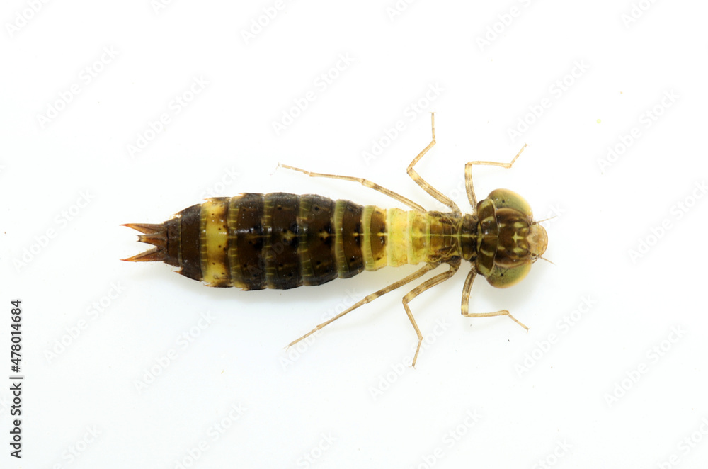 Larva of a darner dragonfly (family Aeshnidae). This is the aquatic ...