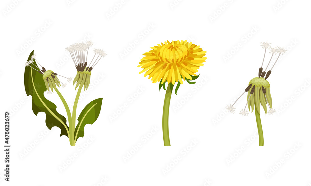 Set of dandelion flowers with stalk and leaves in different stages of ...