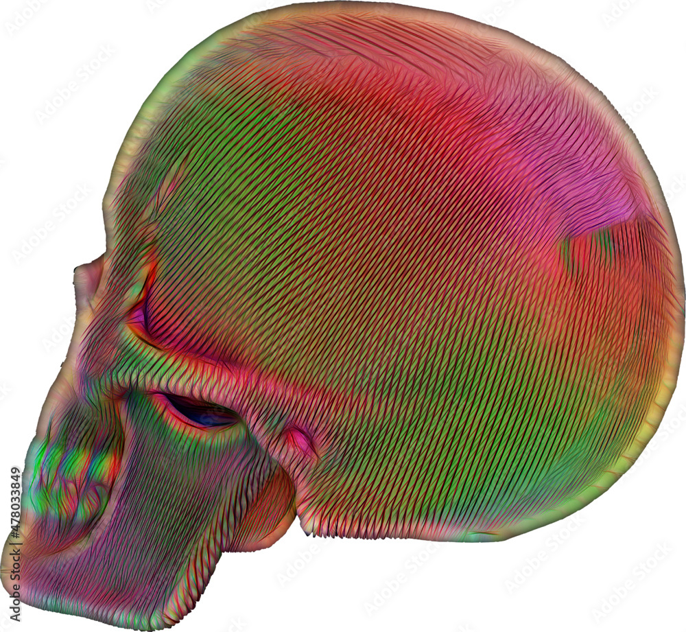 Human skull colored with transparent background,3d,illustration Stock ...