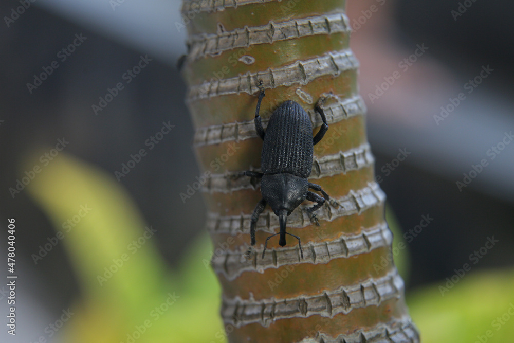salvador, bahia, brazil - january 2, 2022: beetle known as coconut ...