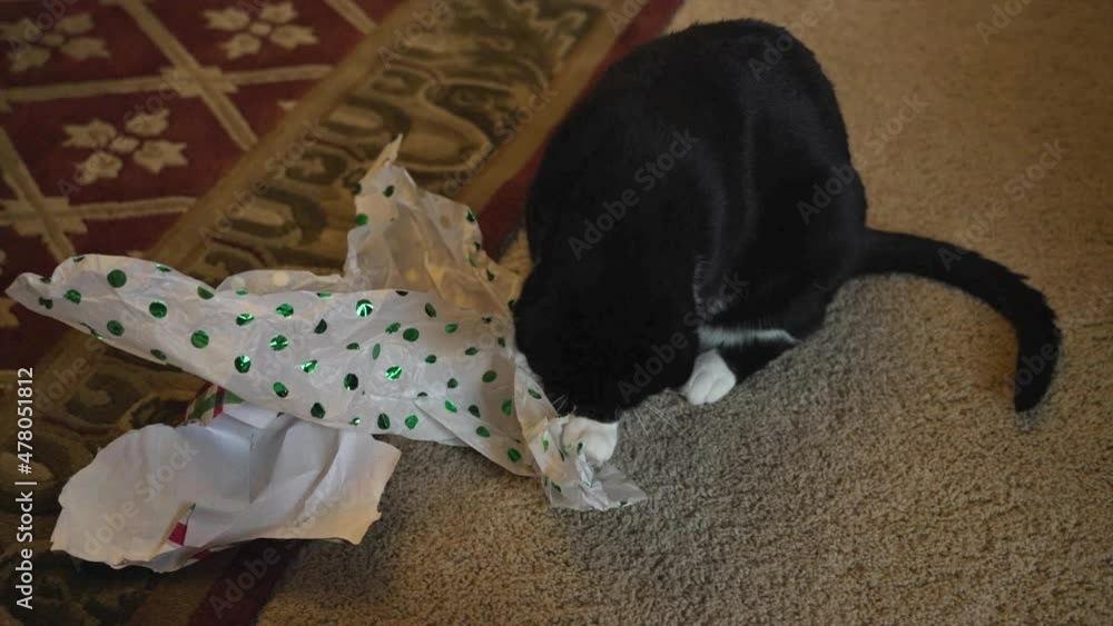 This video shows a cute black and white tuxedo cat playing with ...