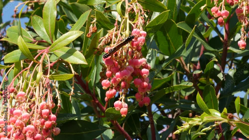 Monarch butterfly pollinate arbutus flower, California USA. Pink ...