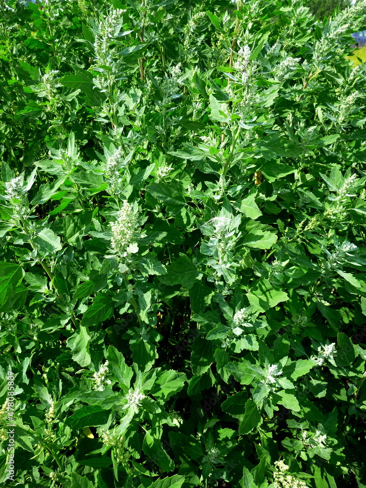 Atriplex fera bush, Orach Atriplex hortensis with leaves, flowers ...
