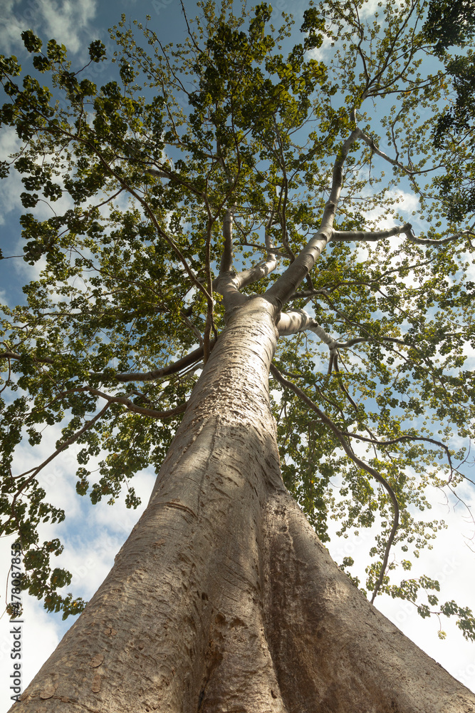 Huge tree, specimen of Tetrameles nudiflora, growing towards the open ...