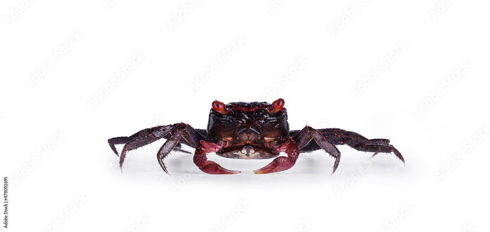 Red Vampire Crab, showing both red eyes. isolated on a white background ...
