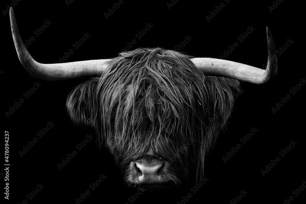 Head of a horned Highland Cattle (Bos taurus taurus) isolated on black ...