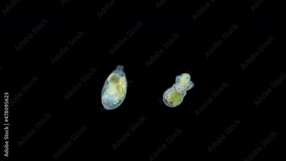 Larva of a worm at Pelagosfera stage under microscope, Sipuncula Phylum ...