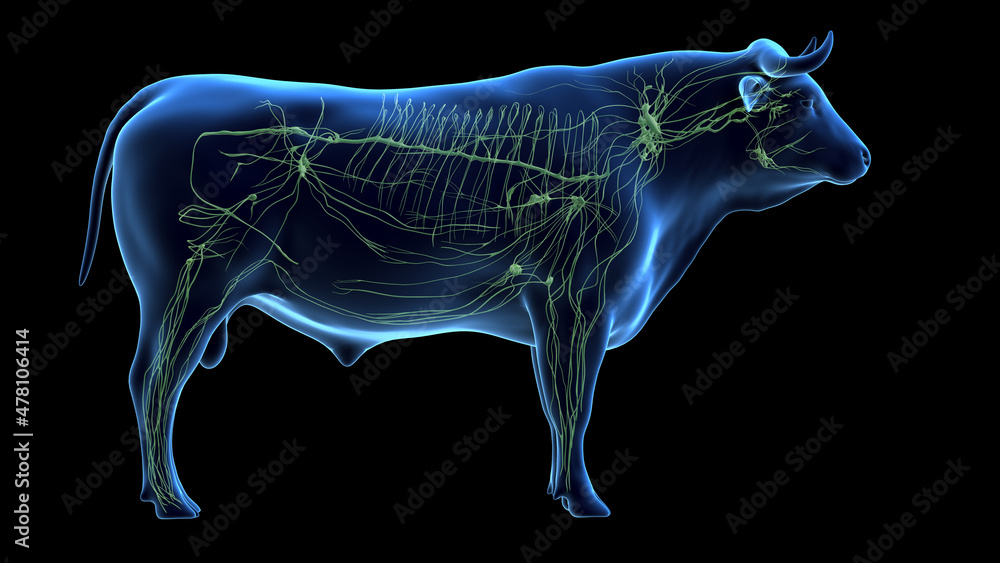 3d rendered illustration of the bovine anatomy - the lymphatic system ...