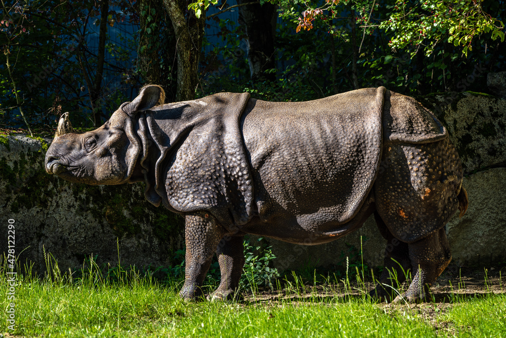 The Indian Rhinoceros, Rhinoceros unicornis aka Greater One-horned ...