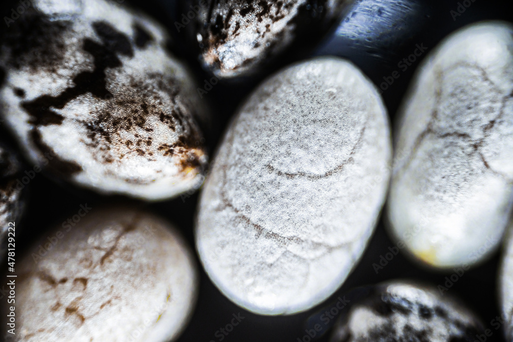 Chia seeds close up under the light microscope, magnification 40 times ...