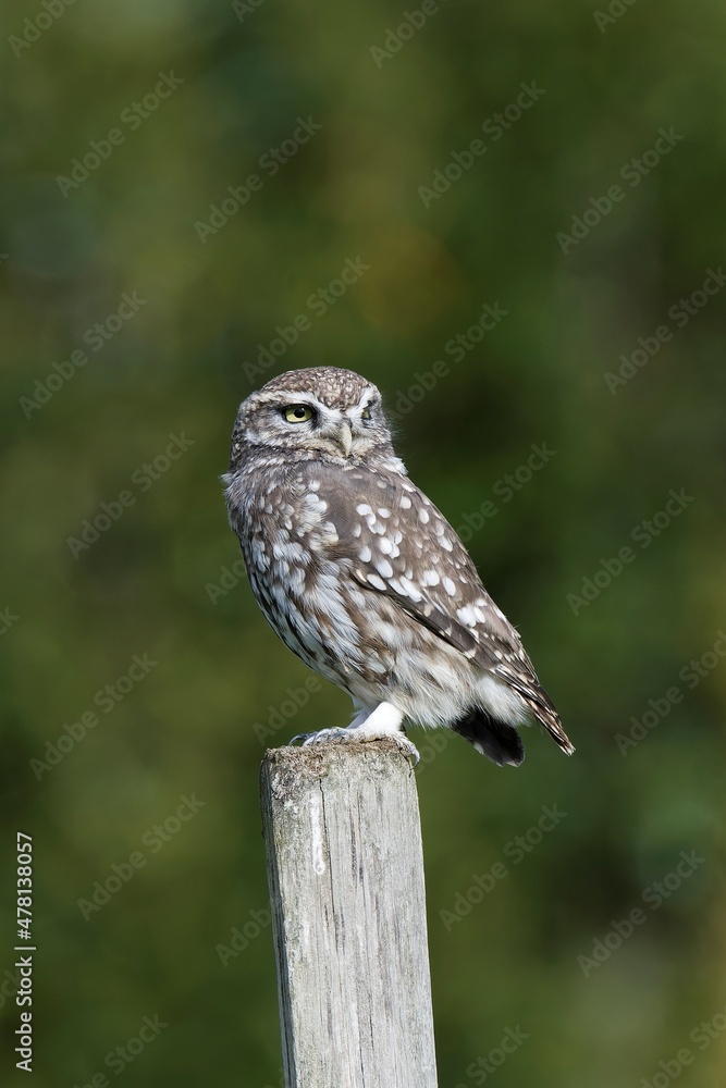 Chouette Chevêche d'Athéna, posée sur son perchoir et prenant le soleil ...