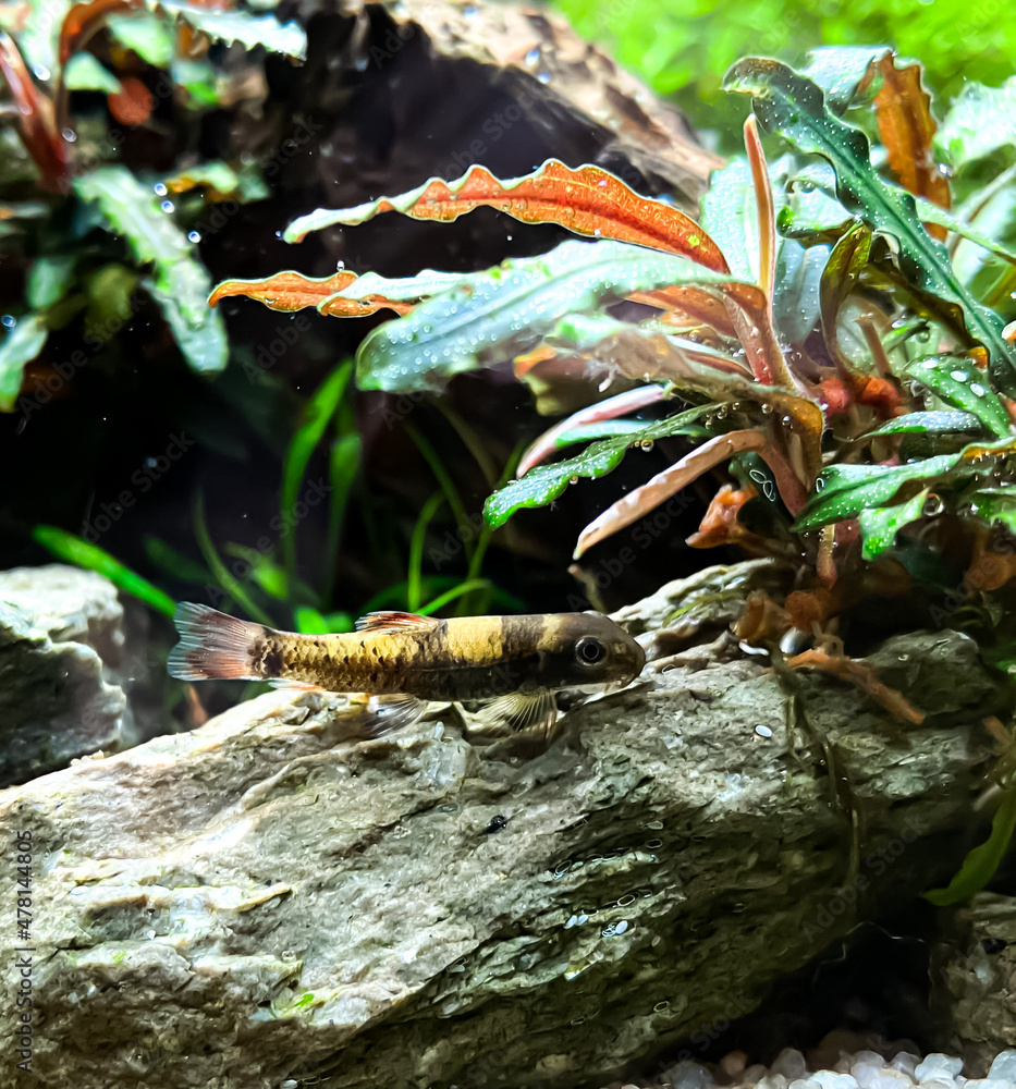 aquarium fish Garra flavatra with Bucephalandra plants Stock Photo ...