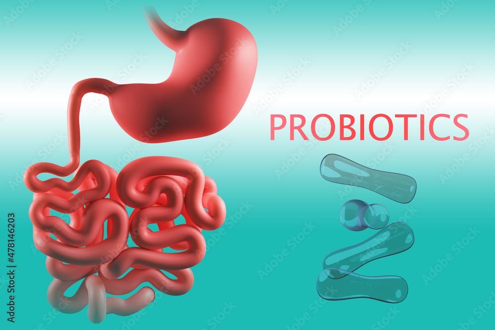 Stomach probiotics. Probiotic bacteria for intestines. Into human ...