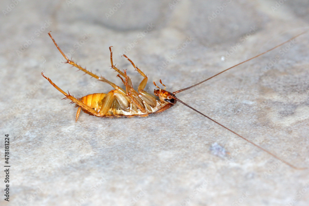 American cockroach (Periplaneta americana) the largest common cockroach ...