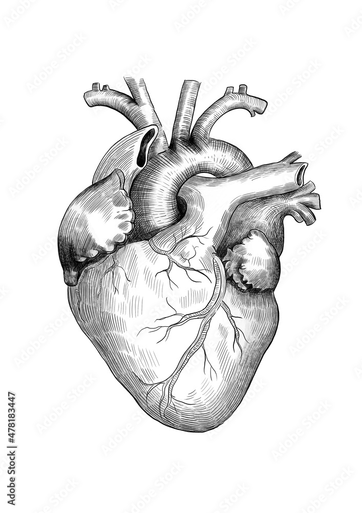 Cuore disegno anatomico Stock Illustration | Adobe Stock