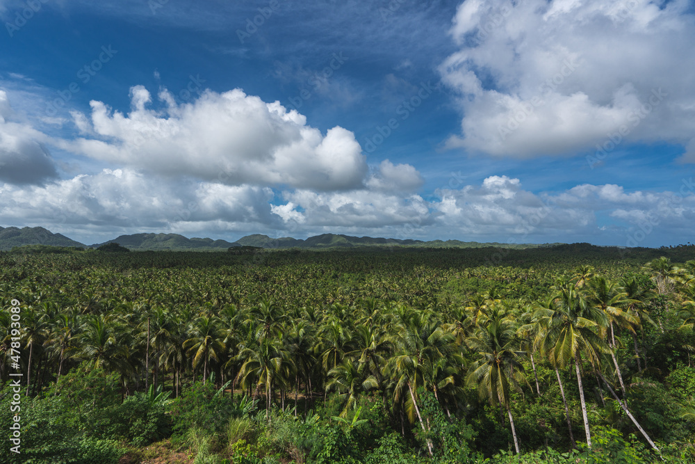Coconut trees view deck Siargao, before de typhoon Odette. Stock Photo ...