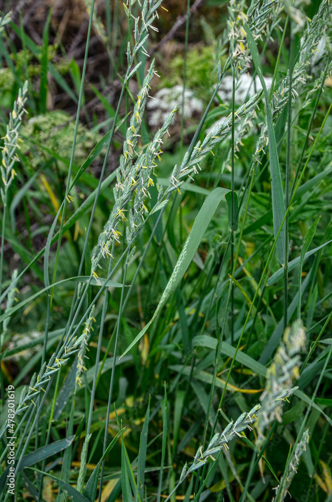 Couch grass green grass grows outdoors with dew .grass and weeds Elymus ...