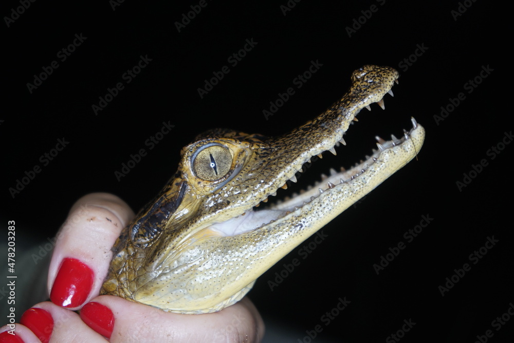 Young black caiman (Melanosuchus niger) in the Amazon Rainforest ...