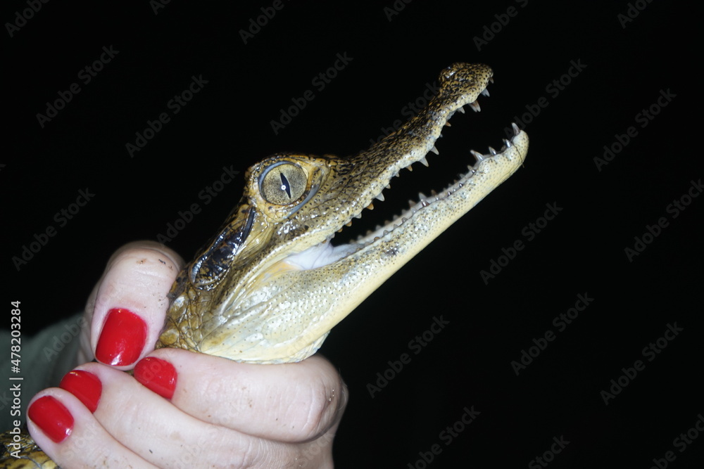 Young black caiman (Melanosuchus niger) in the Amazon Rainforest ...