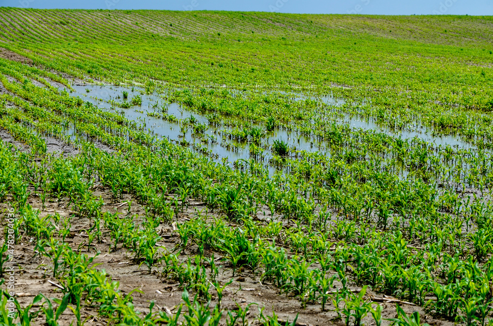Water-flooded corn crops. Flooding in agricultural areas. Stock Photo ...