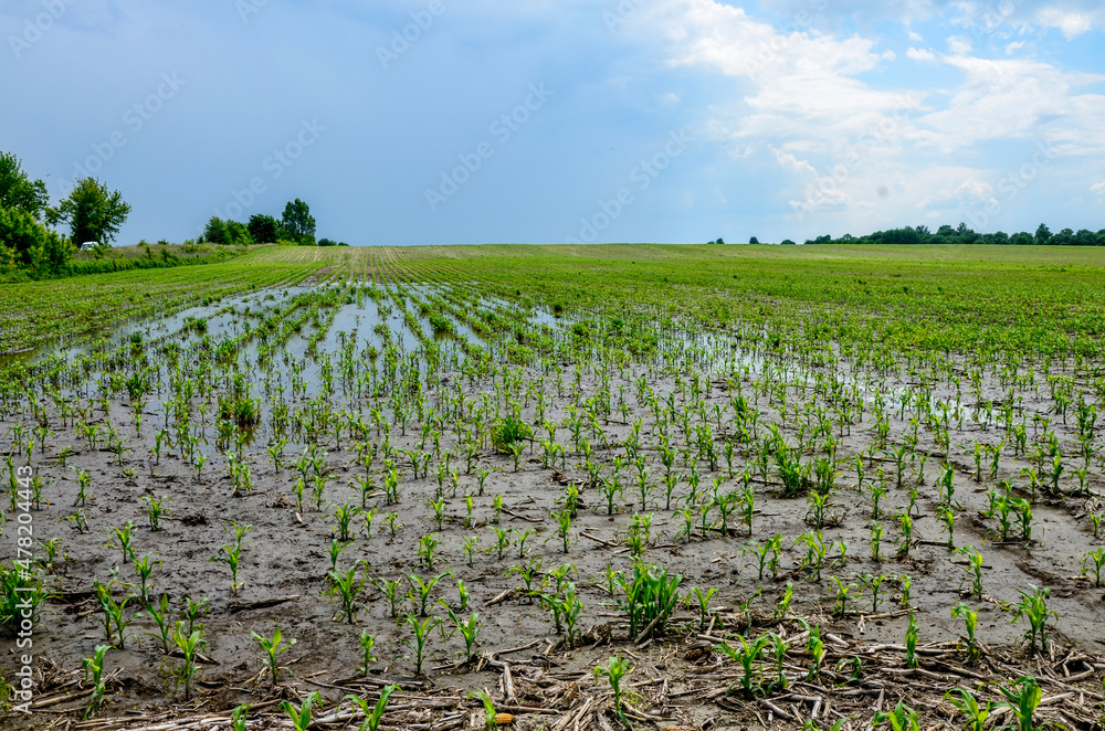 Water-flooded corn crops. Flooding in agricultural areas. Stock Photo ...