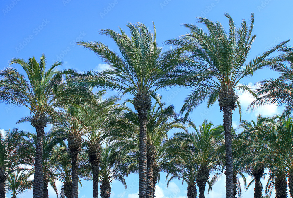 View of palm tree. Three palm trees on a background of the sky in ...