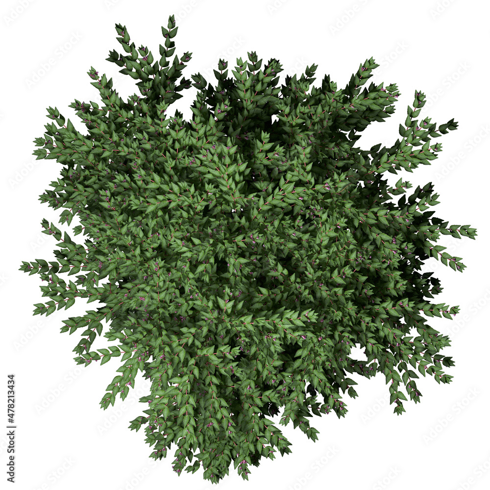 VEGETATION TOP VIEW - TREES PLANTS AND BUSHES IN PLAN Stock ...