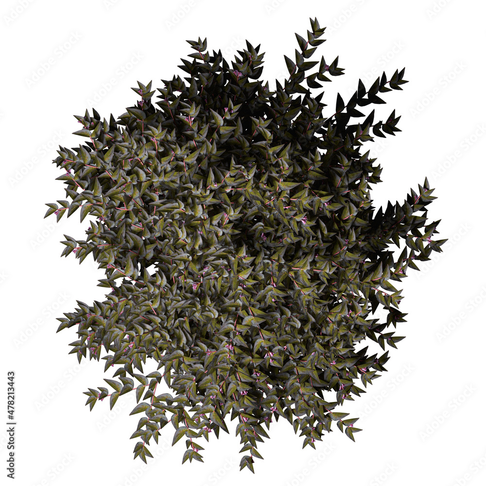 VEGETATION TOP VIEW - TREES PLANTS AND BUSHES IN PLAN Stock ...