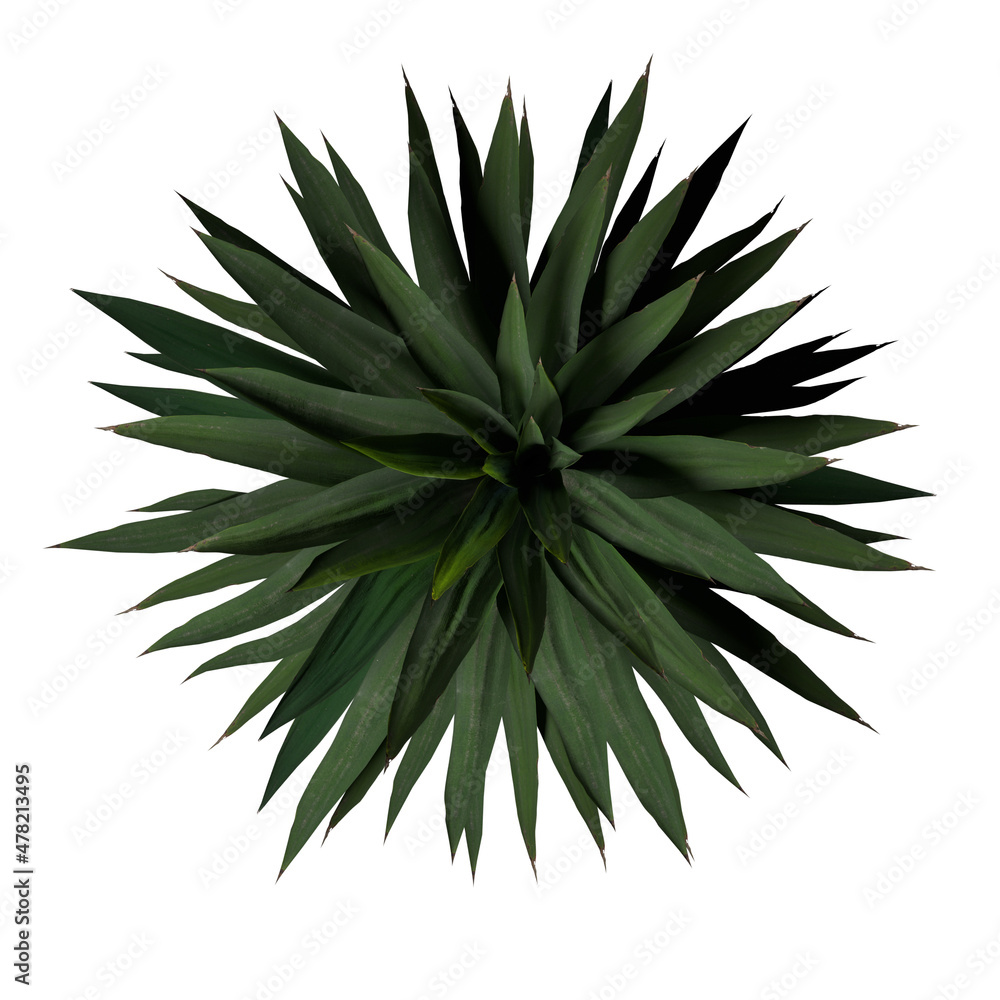 VEGETATION TOP VIEW - TREES PLANTS AND BUSHES IN PLAN Stock ...