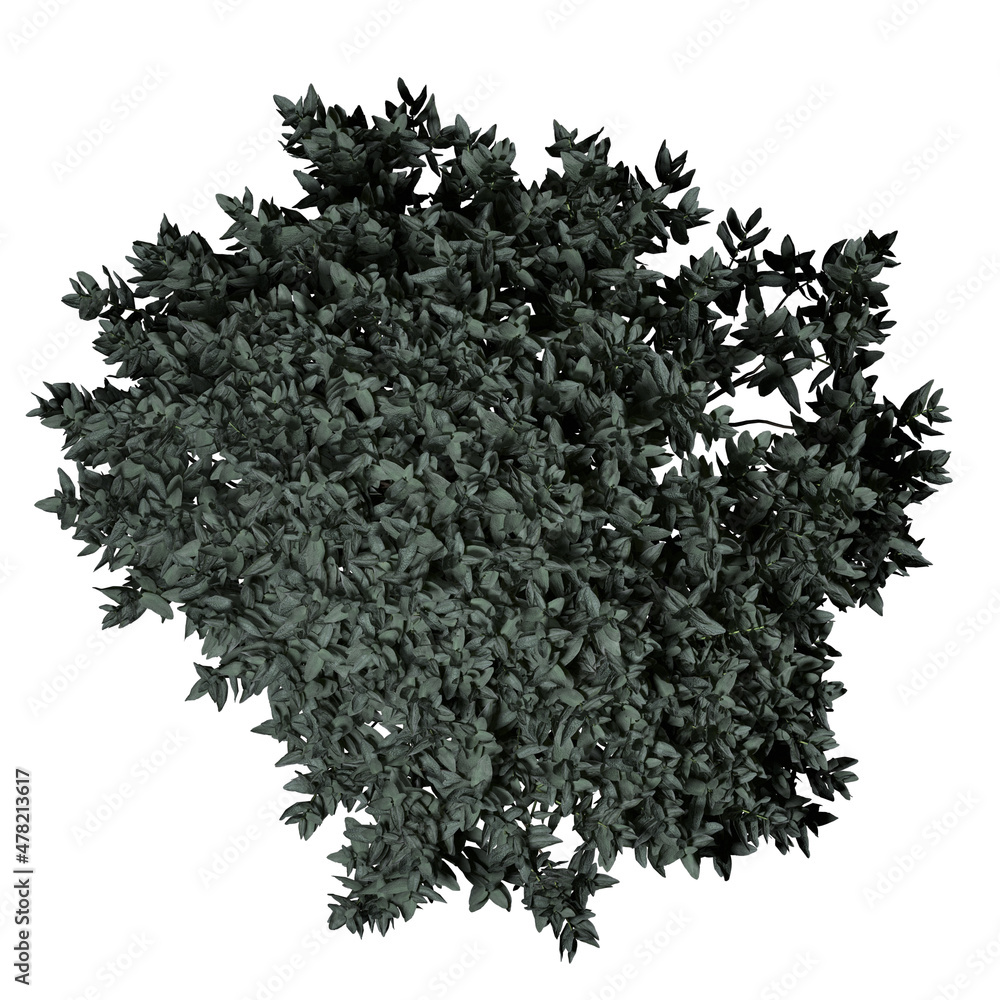 VEGETATION TOP VIEW - TREES PLANTS AND BUSHES IN PLAN Stock ...