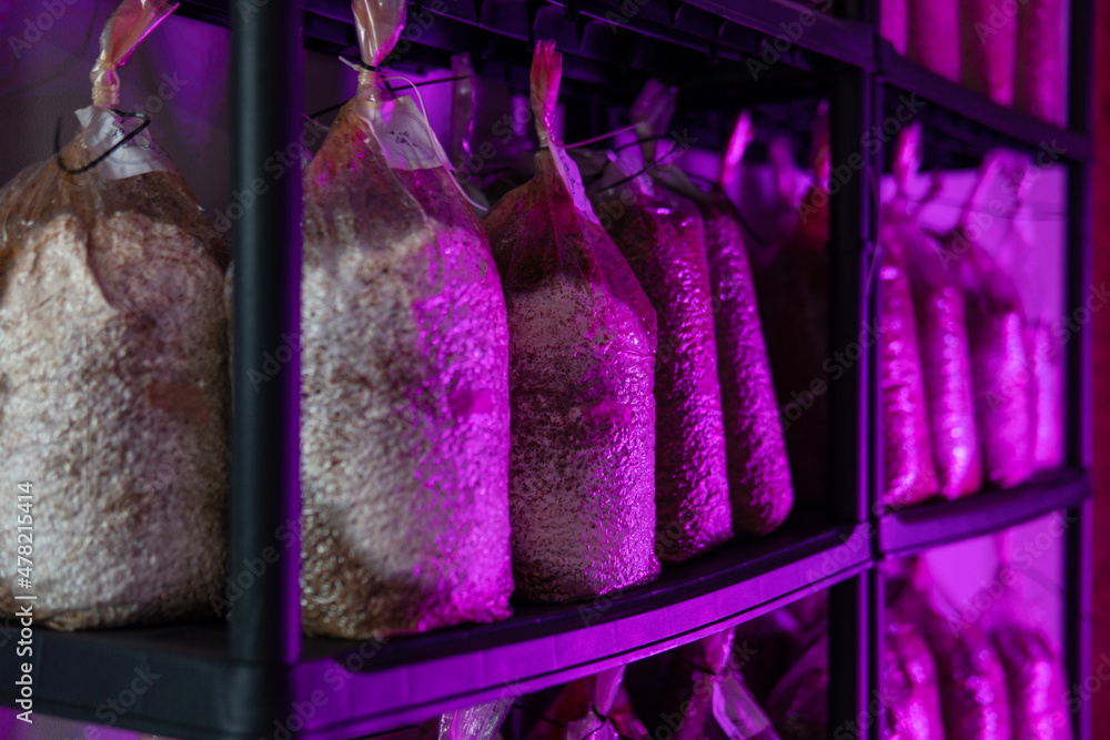 growing medicinal mushrooms. Mycelium of mushroom culture. Grow bags ...