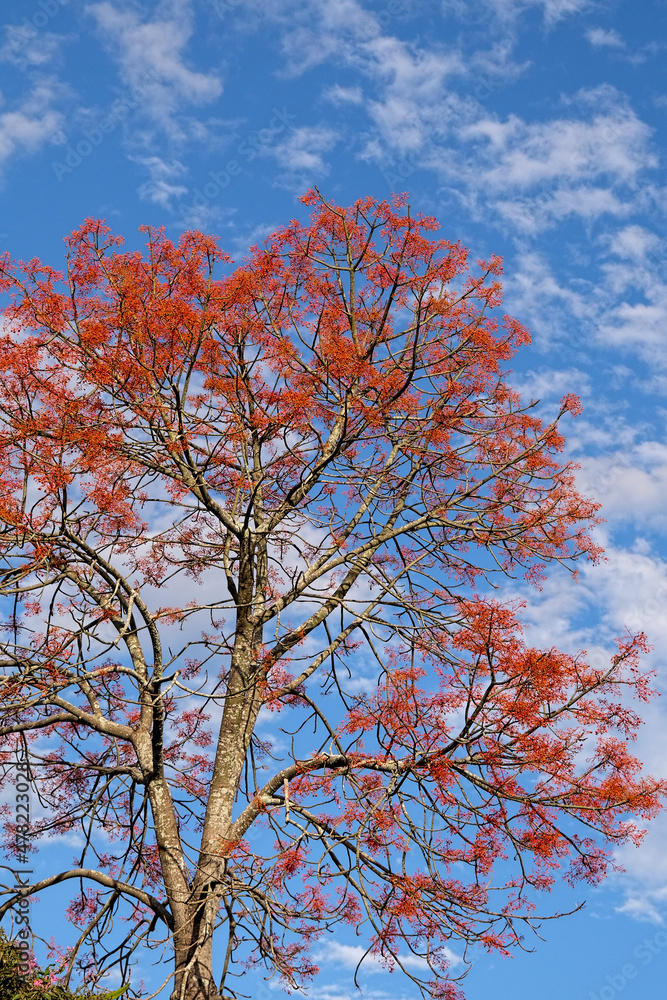 Queensland flame tree, brachychiton acerifolius, in flower against a ...