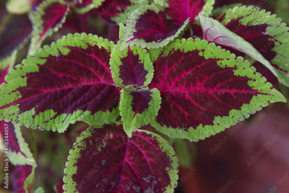 Foto de Coleus plants planted in the garden do Stock | Adobe Stock