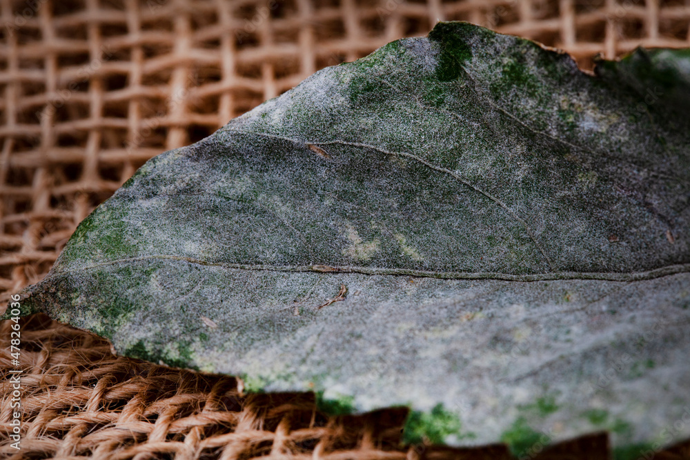 Foto Stock Powdery mildew, fungal disease close- up on infected leaves ...