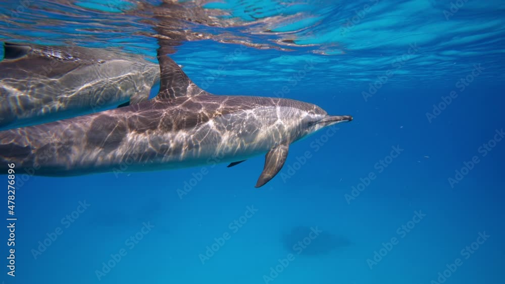 Dolphins playing in the blue water of Red sea. Underwater shot of wild ...