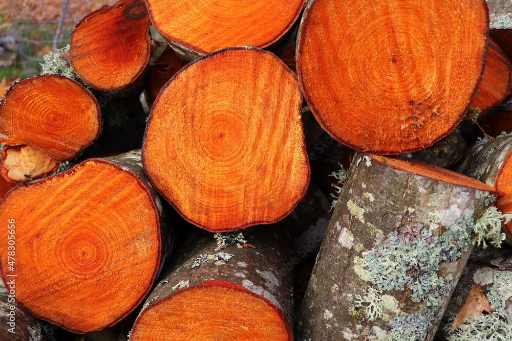 Chopped and stacked up dry firewood at the countryside. Stock pile of ...