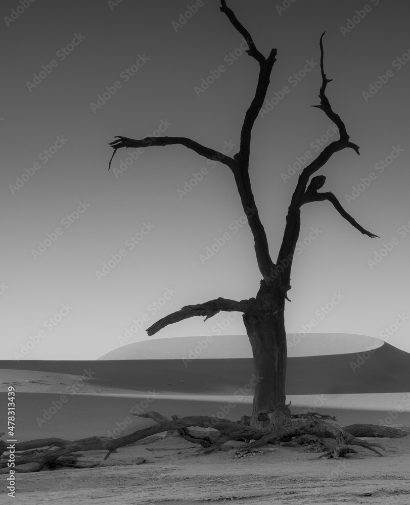 B&W dead tree in the white clay valley of Deadvlei near the more famous ...
