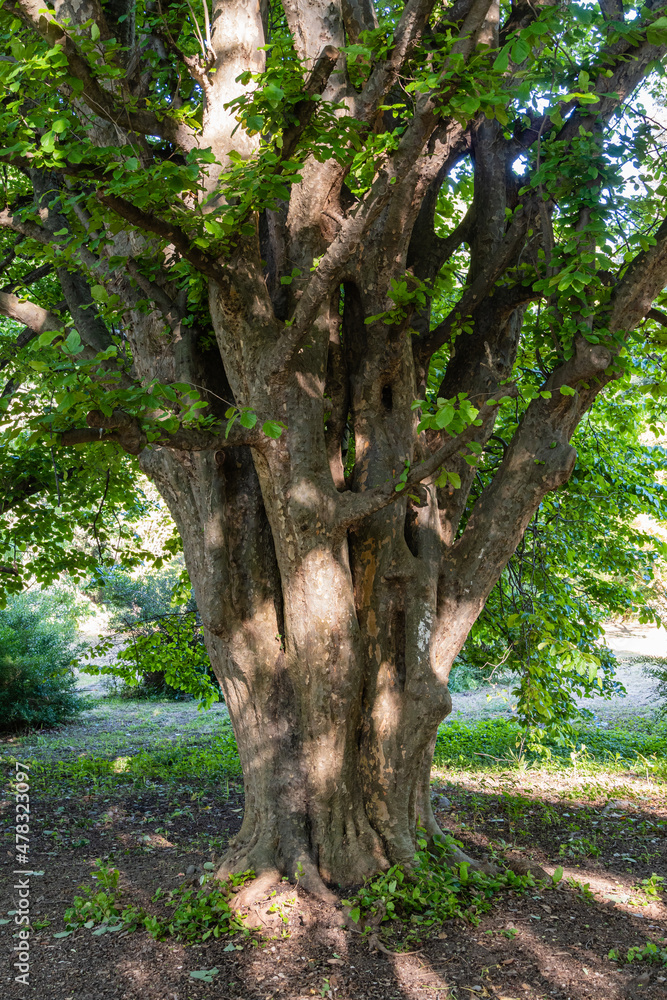 Large multi-stemmed camphor tree (Cinnamomum camphora), common camphor ...