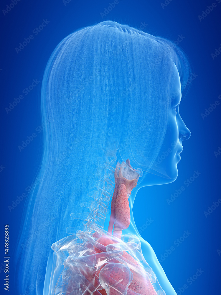 3d rendered illustration of the female neck organs Stock Illustration ...