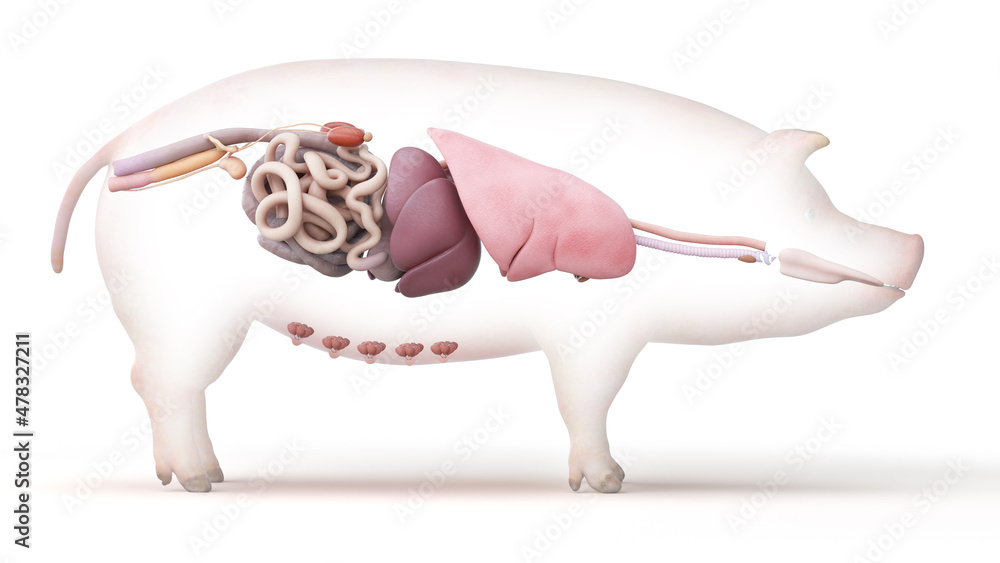 3d rendered illustration of the porcine anatomy - the organs Stock ...